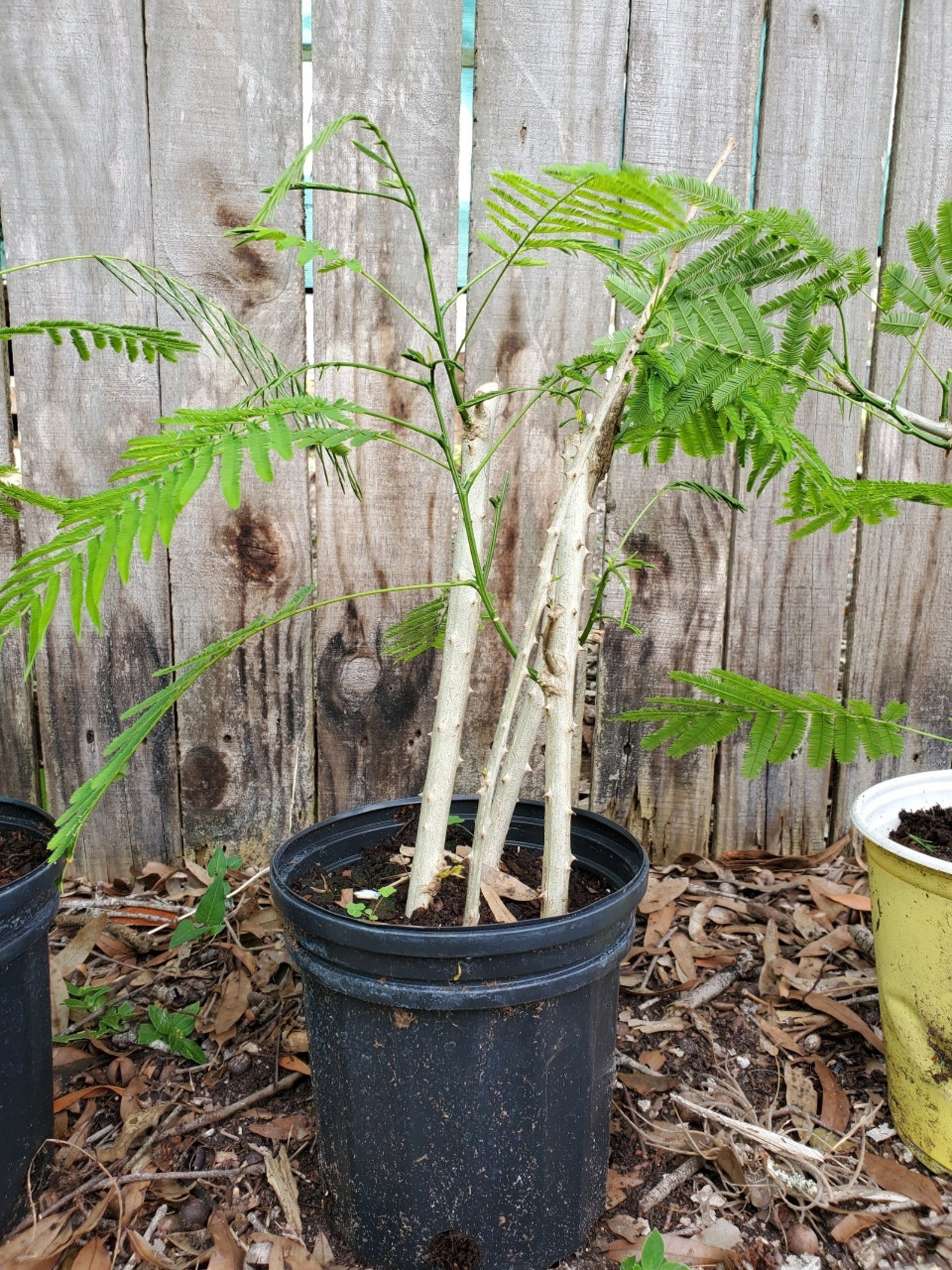 Cha Om Plants Chaom Plant Acacia Pennata We Donot Ship to - Etsy