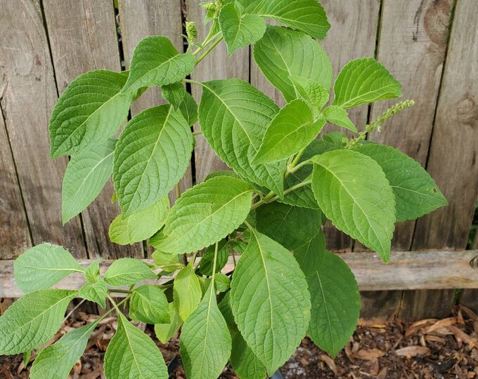 African Basil,indian Tree Basil Plant, Ocimum Gratissimum Plant, Buffo ...