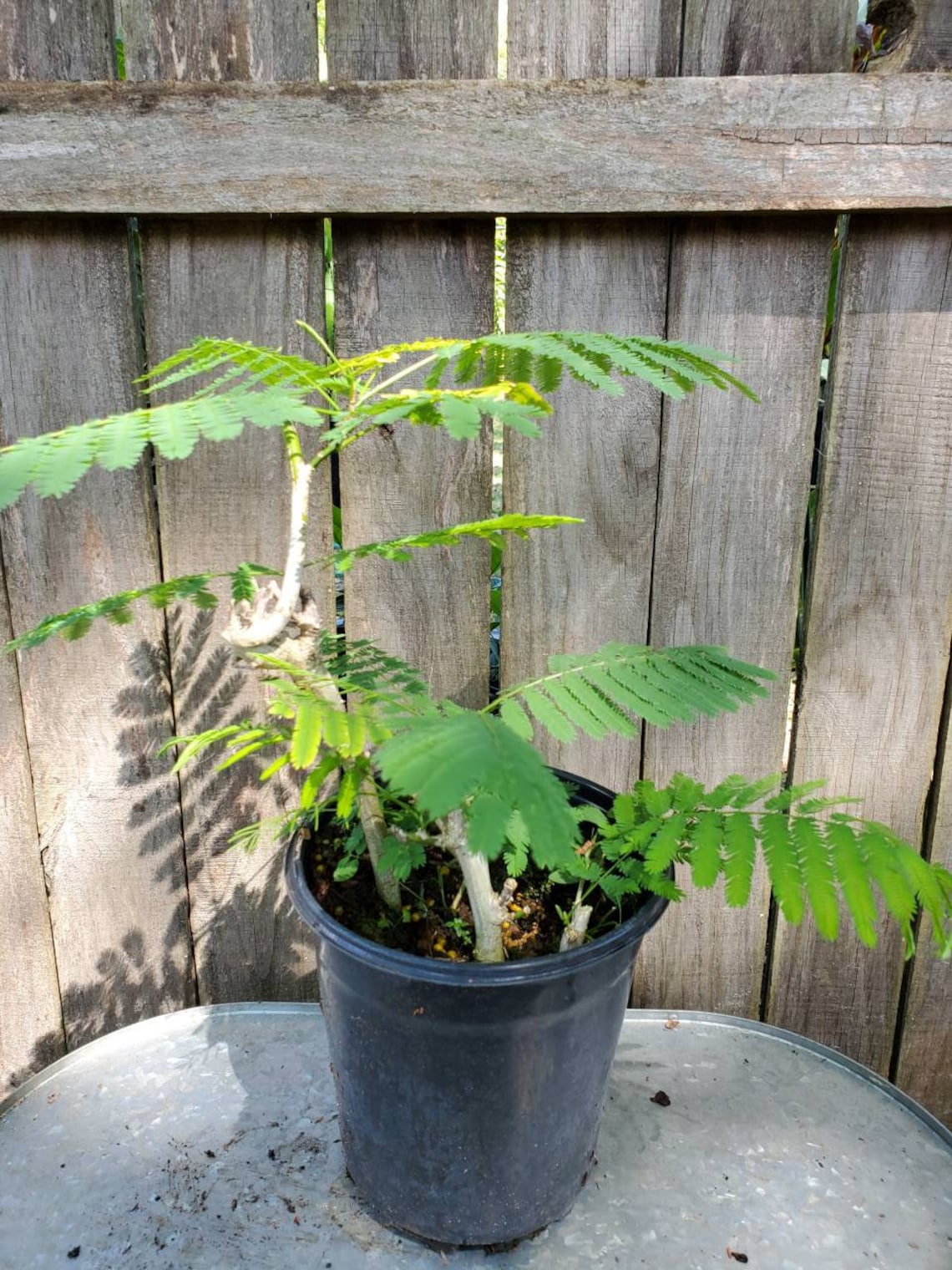 Cha Om Plants Chaom Plant Acacia Pennata We Donot Ship to - Etsy