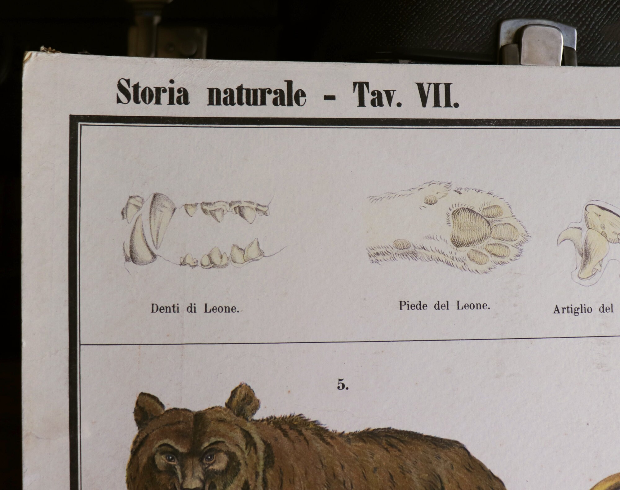 Antique School Chart 1930 Mammals, Vintage Animal School Charts ...