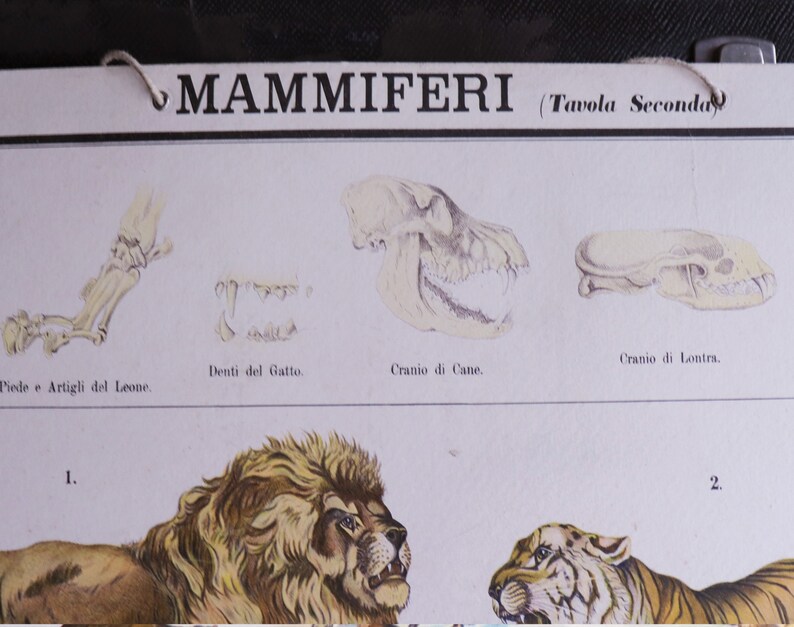Antique School Chart 1930 Mammals, Vintage Animal School Charts ...
