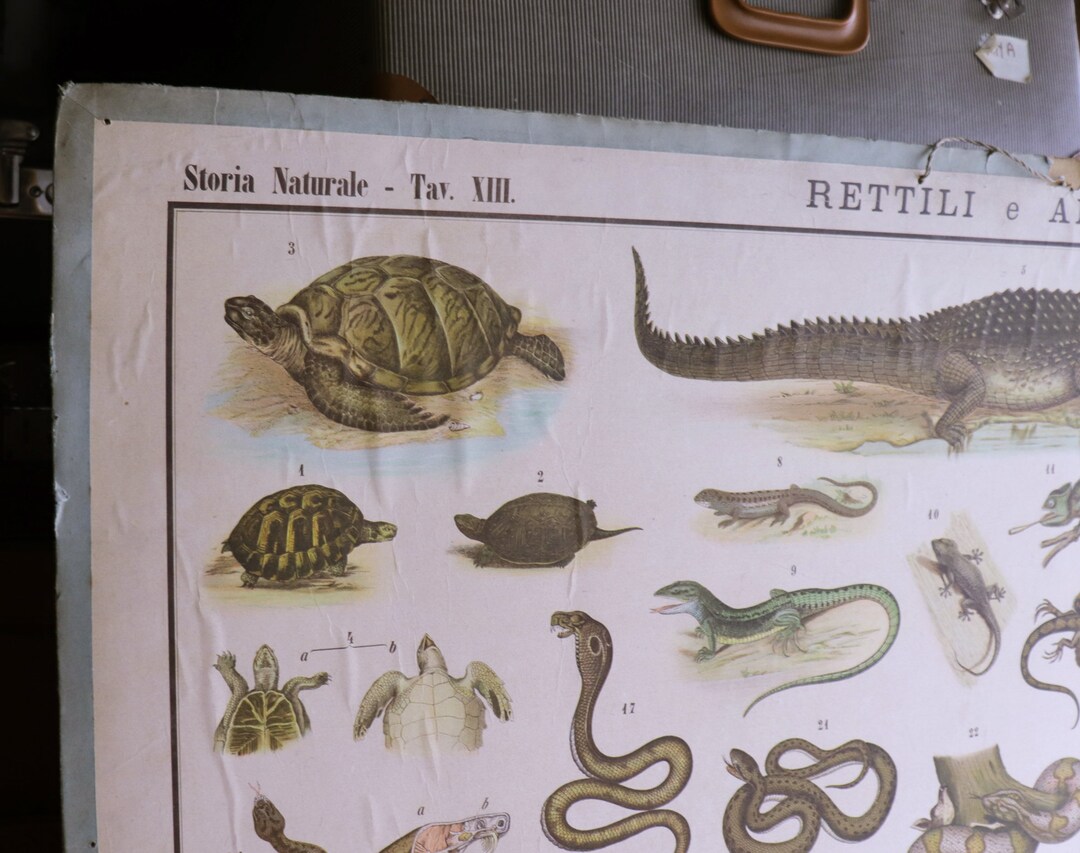Antique School Chart 1930 Reptiles and Amphibians, Vintage Animal ...