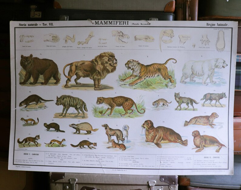 Antique School Chart 1930 Mammals, Vintage Animal School Charts ...