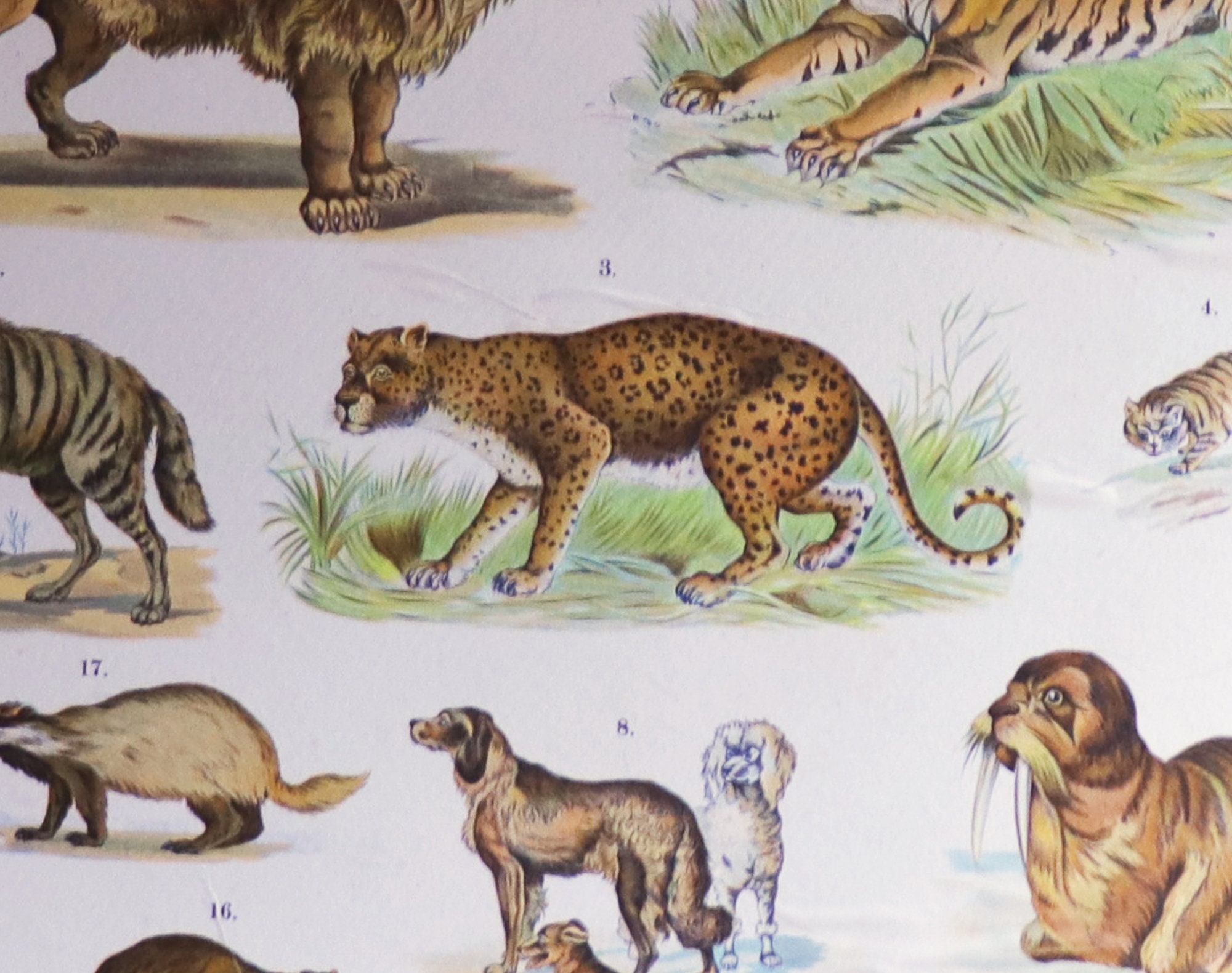 Antique School Chart 1930 Mammals, Vintage Animal School Charts ...