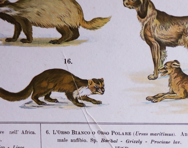 Antique School Chart 1930 Mammals, Vintage Animal School Charts ...