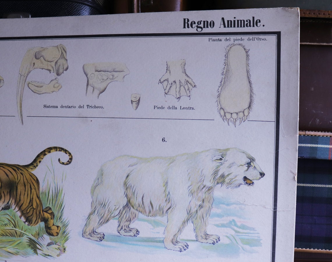 Antique School Chart 1930 Mammals, Vintage Animal School Charts ...
