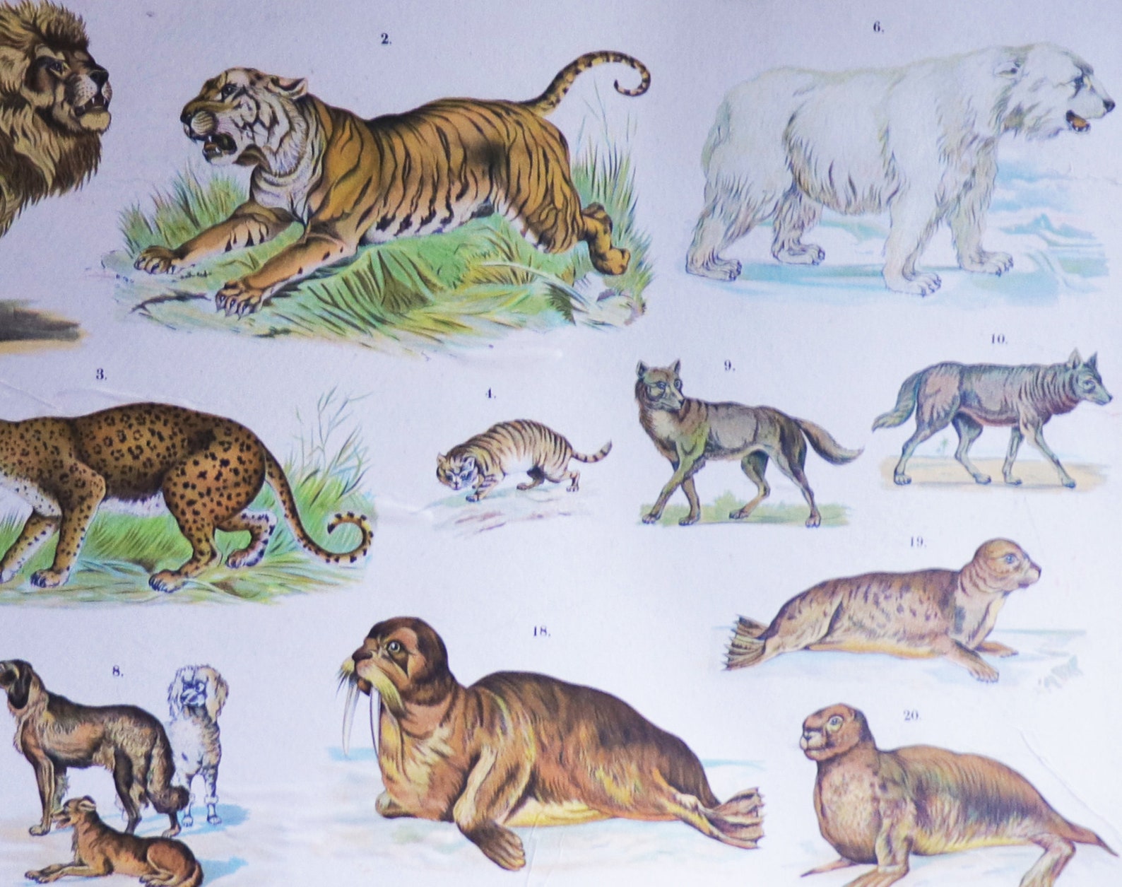 Antique School Chart 1930 Mammals, Vintage Animal School Charts ...