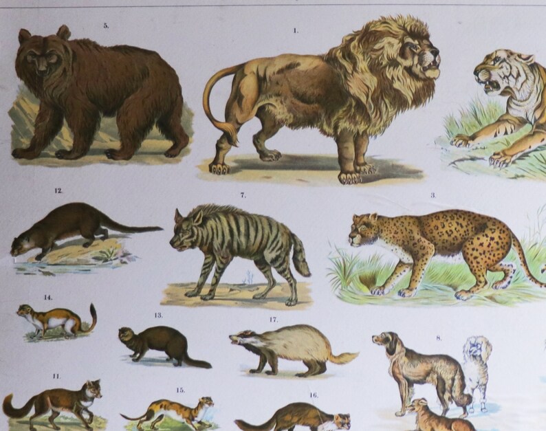 Antique School Chart 1930 Mammals, Vintage Animal School Charts ...