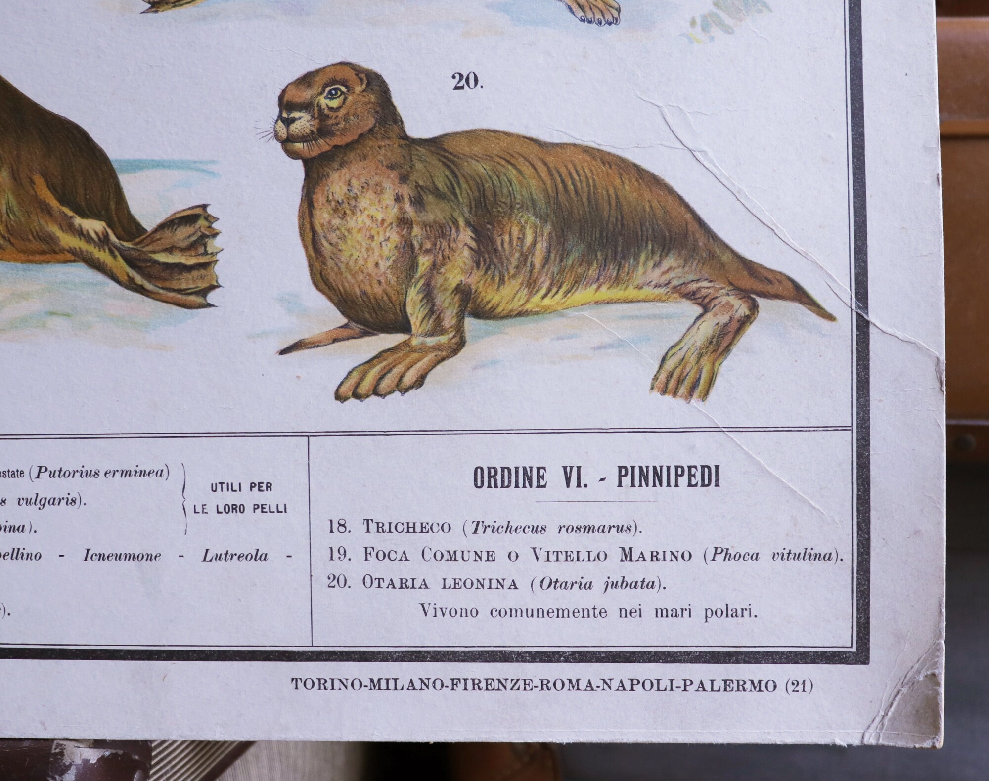 Antique School Chart 1930 Mammals, Vintage Animal School Charts ...