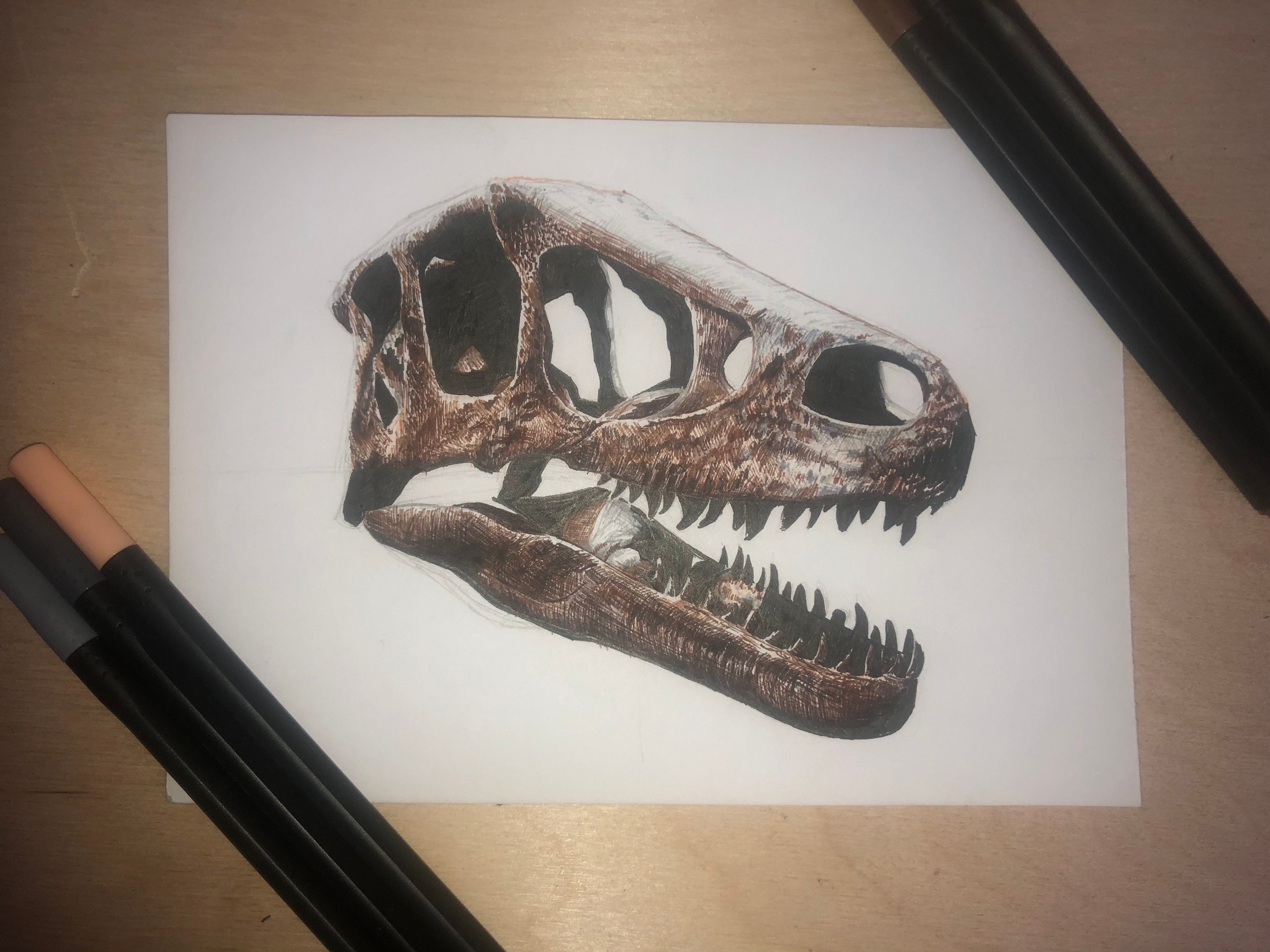 Utahraptor Skull