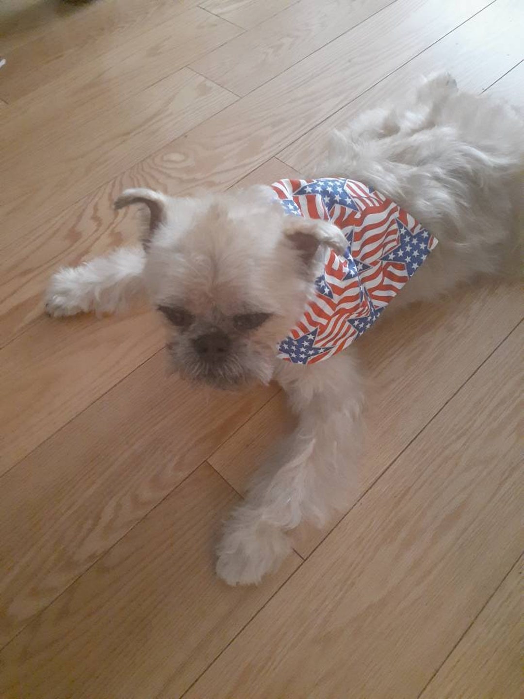 4th of July Dog Bandana, Patriotic Flag, Over the Collar Independence ...