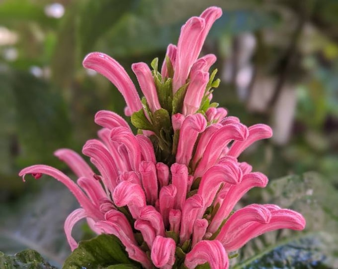 RARE Pink Brazilian Plume ROOTED Cutting Clipping Perennial Hummingbird ...