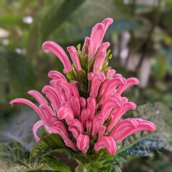 Pink Brazilian Plume - Etsy