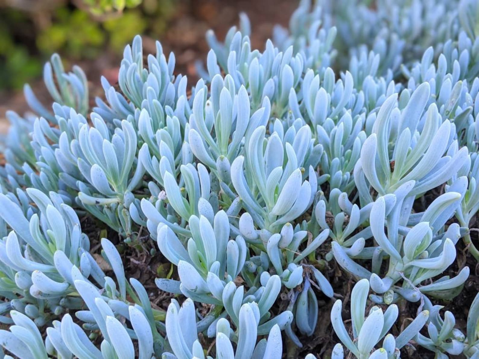 Rare Blue Chalk Stick Curio Repens Senecio Serpens Chalk - Etsy Canada