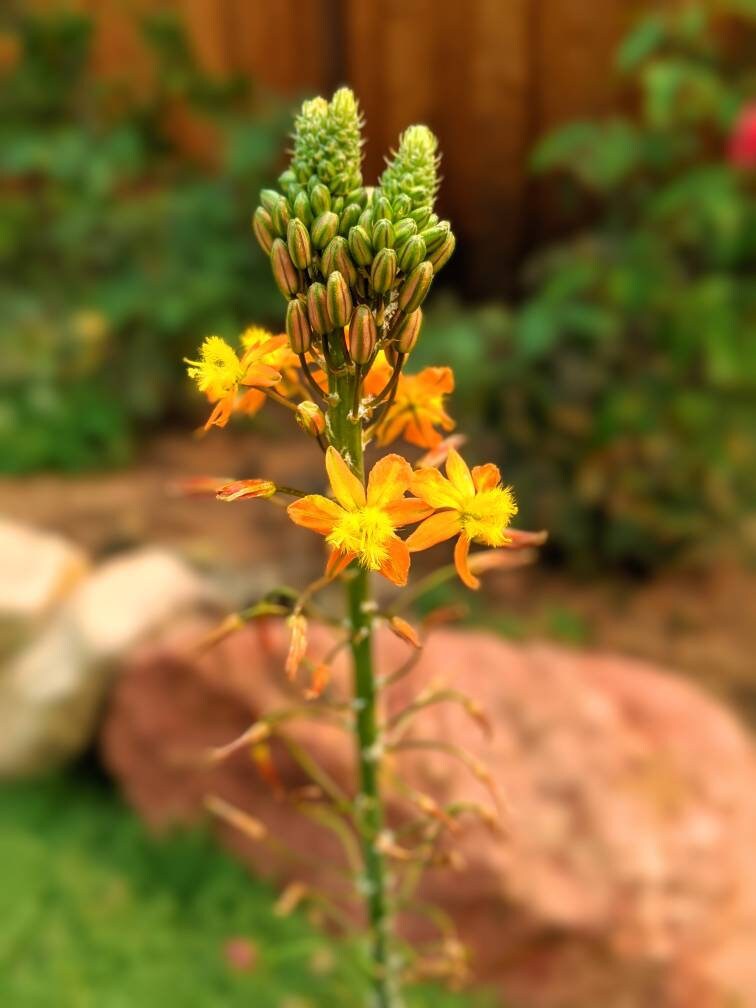 Bulbine Frutescens Succulent Cape Balsam Evergreen Drought Resistant ...