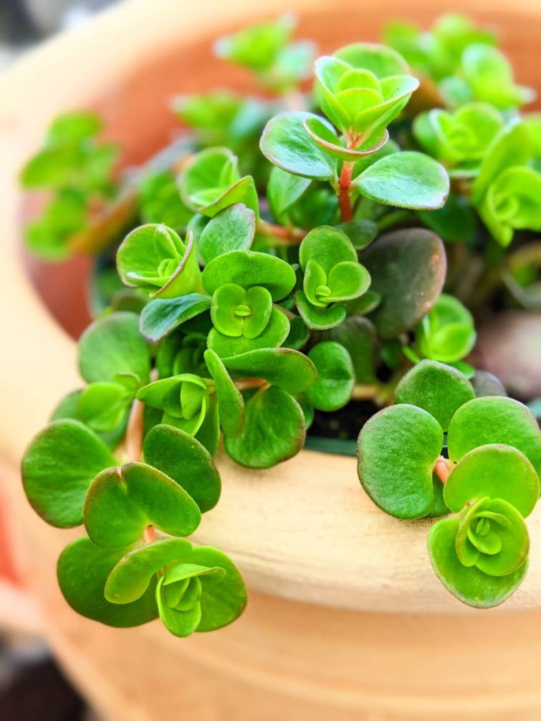 Sedum Tetractinum Coral Reef Chinese Succulent Stonecrop Yellow Flowers ...