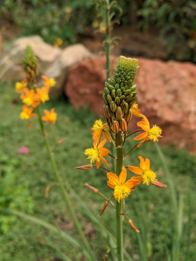 Bulbine Frutescens Succulent Cape Balsam Evergreen Drought Resistant ...