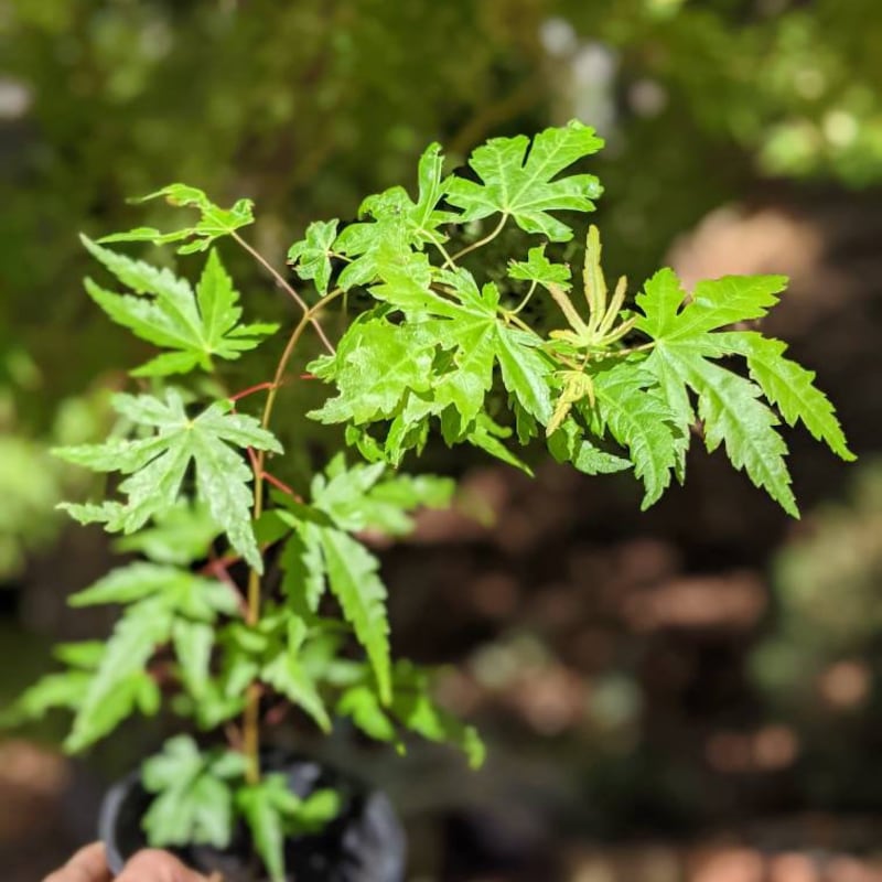 Japanese Maple Tree Bare Root - Etsy