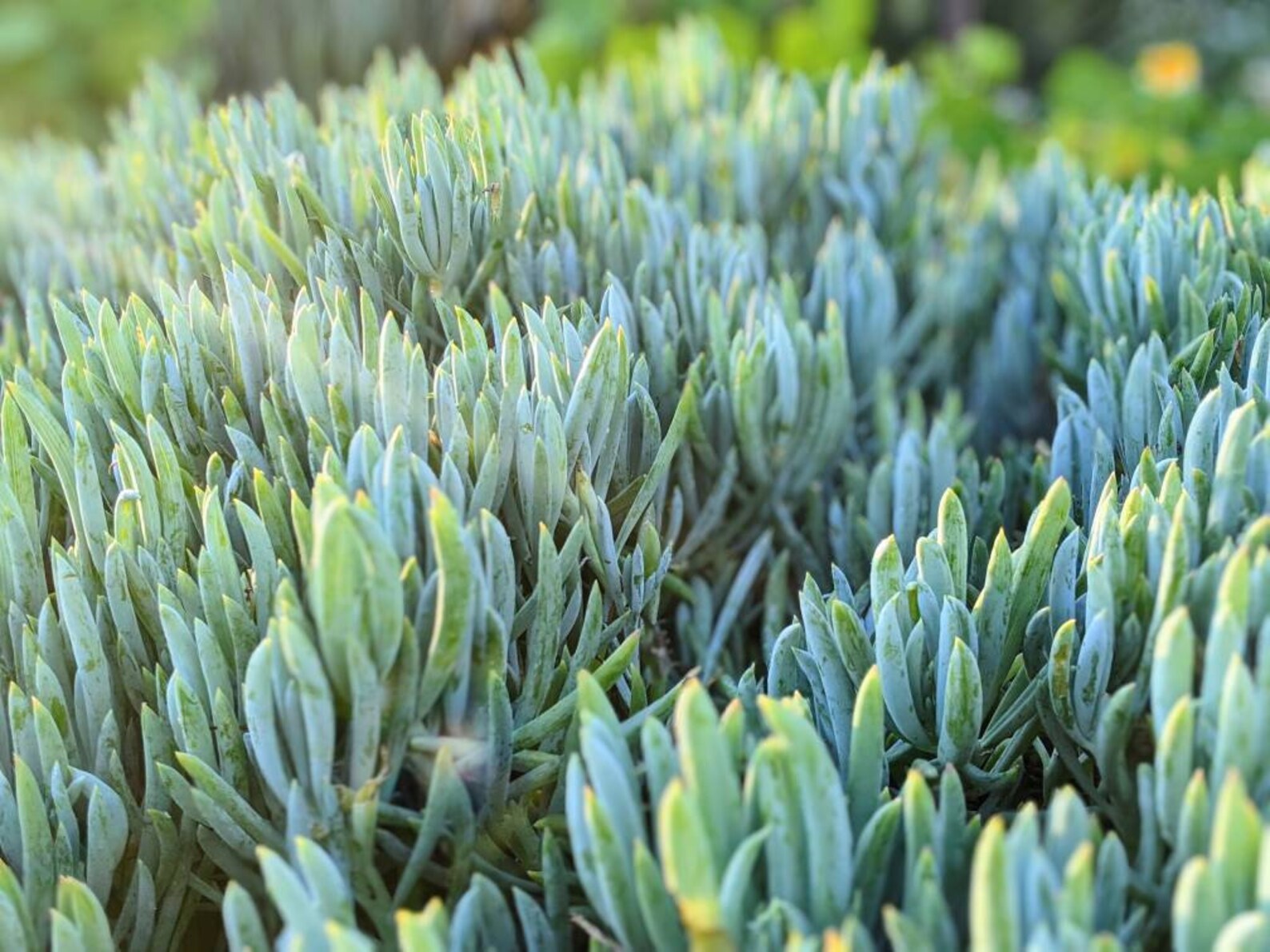 Rare Blue Chalk Stick Curio Repens Senecio Serpens Chalk | Etsy