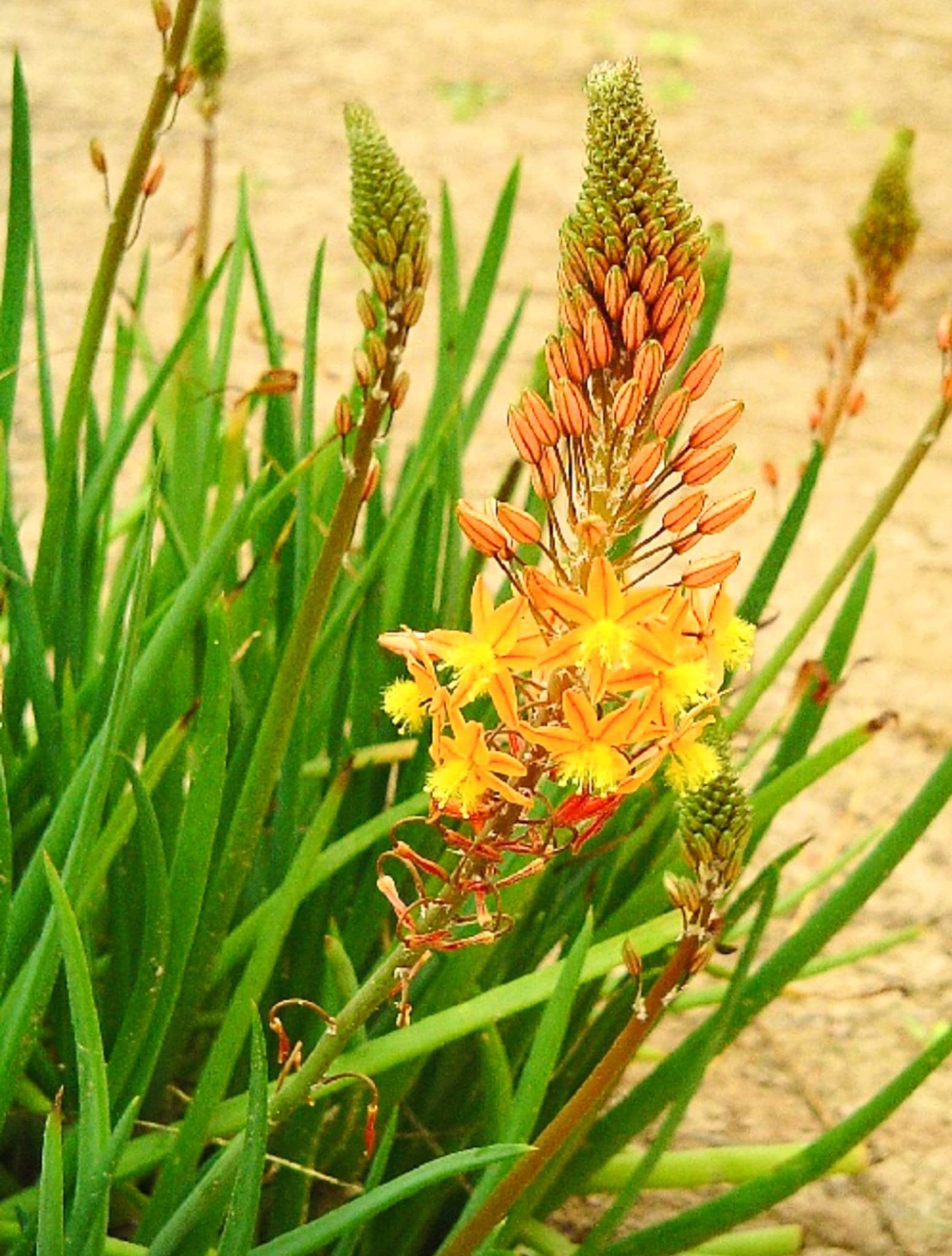Bulbine Frutescens Succulent Cape Balsam Evergreen Drought Resistant ...