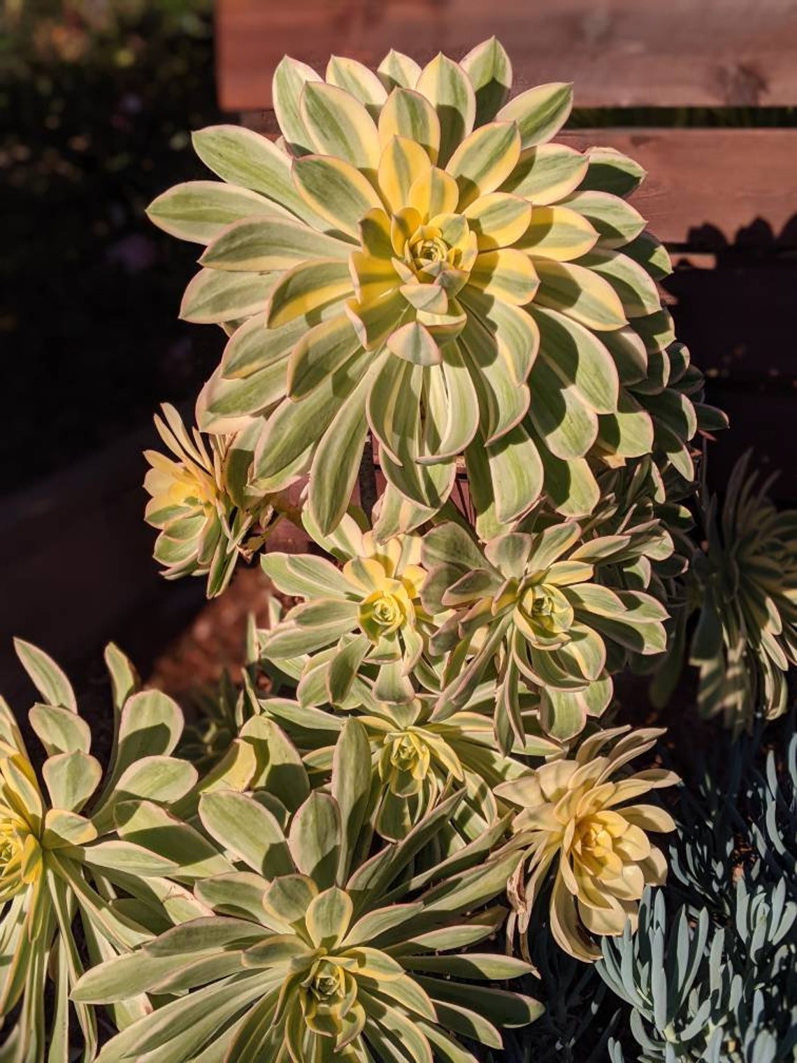 Rare Aeonium Decorum Sunburst Tricolor Copper Pinwheel Live | Etsy