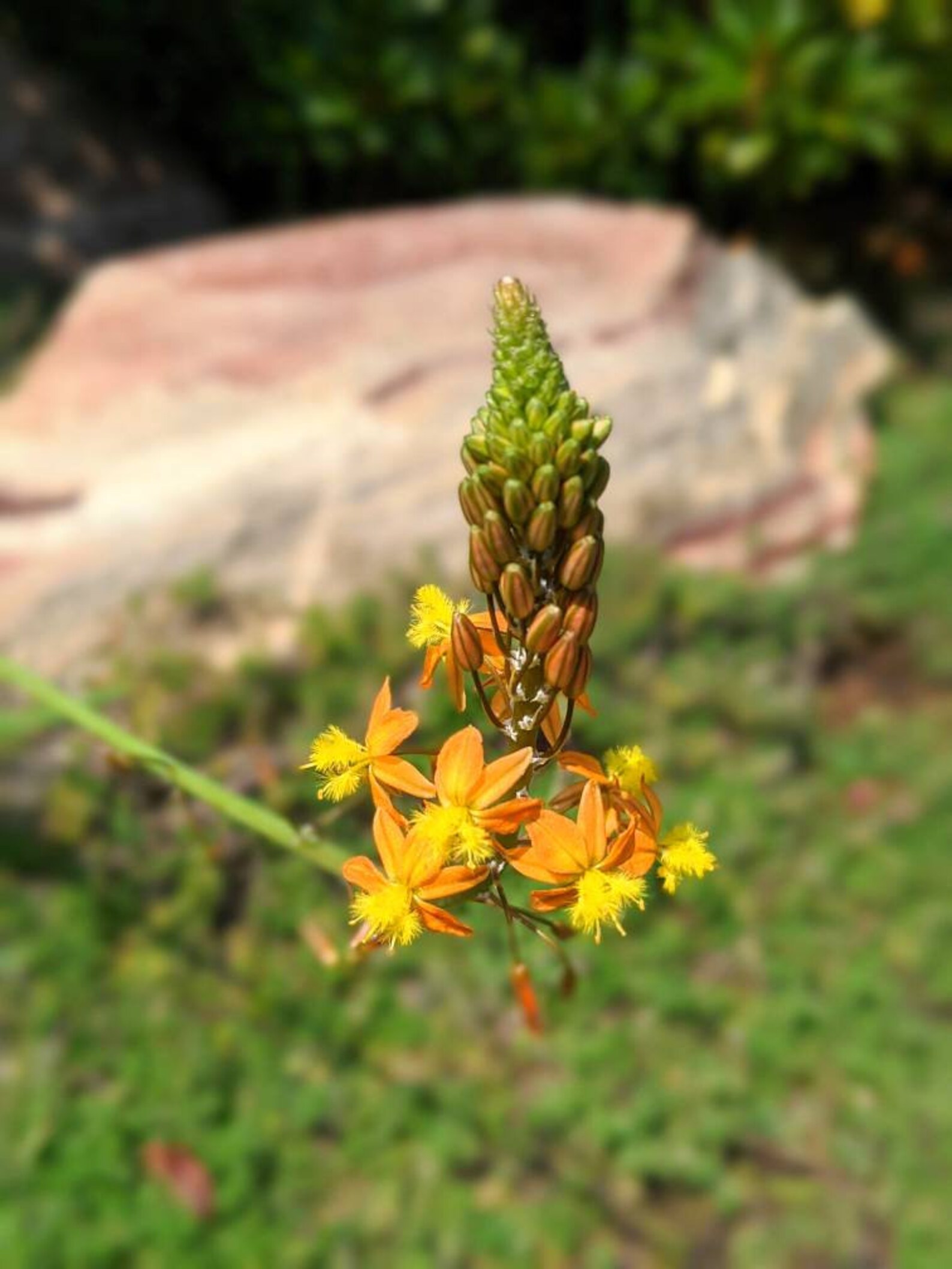 Bulbine Frutescens Succulent Cape Balsam Evergreen Drought Resistant ...