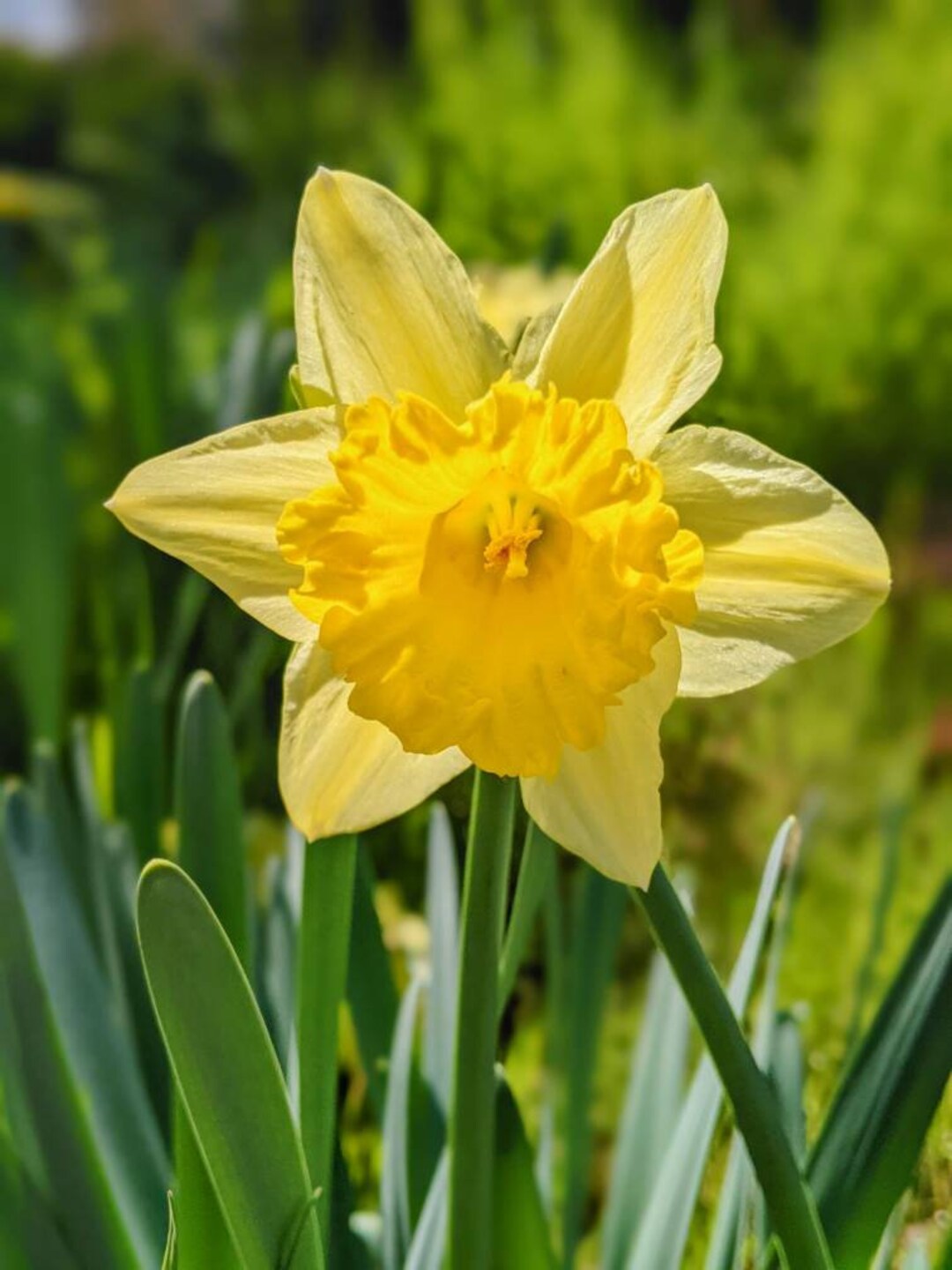 3 Pack Daffodil Narcissus Bulbs Holland King Alfred - Etsy UK