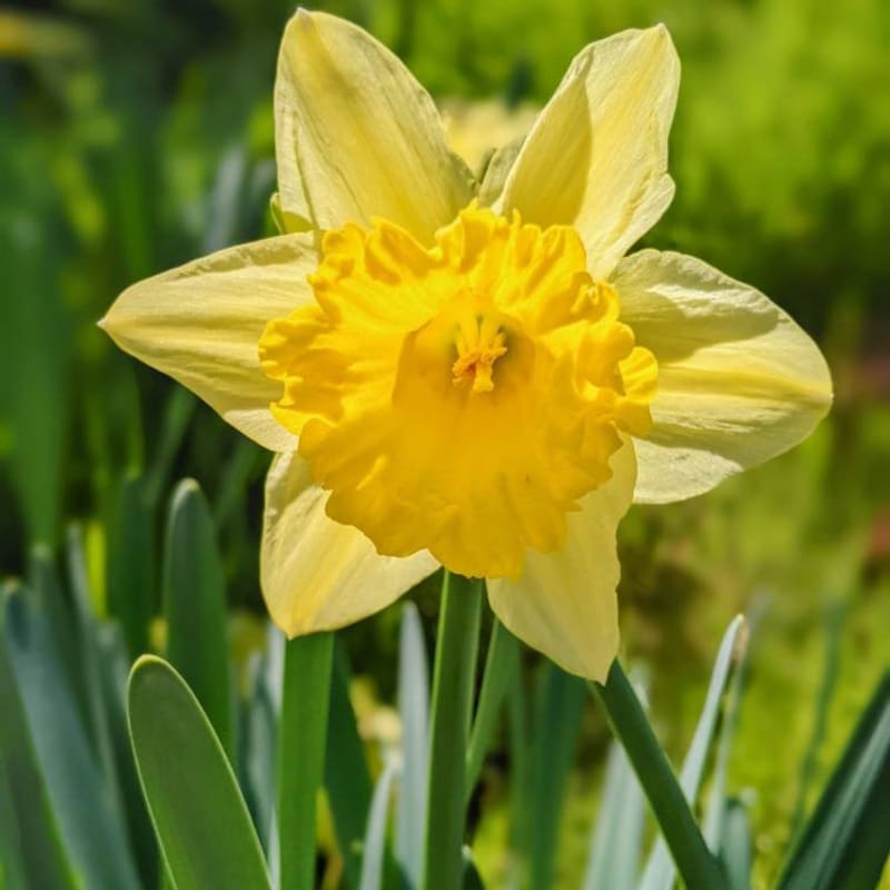 Narcissus Bulbs - Etsy