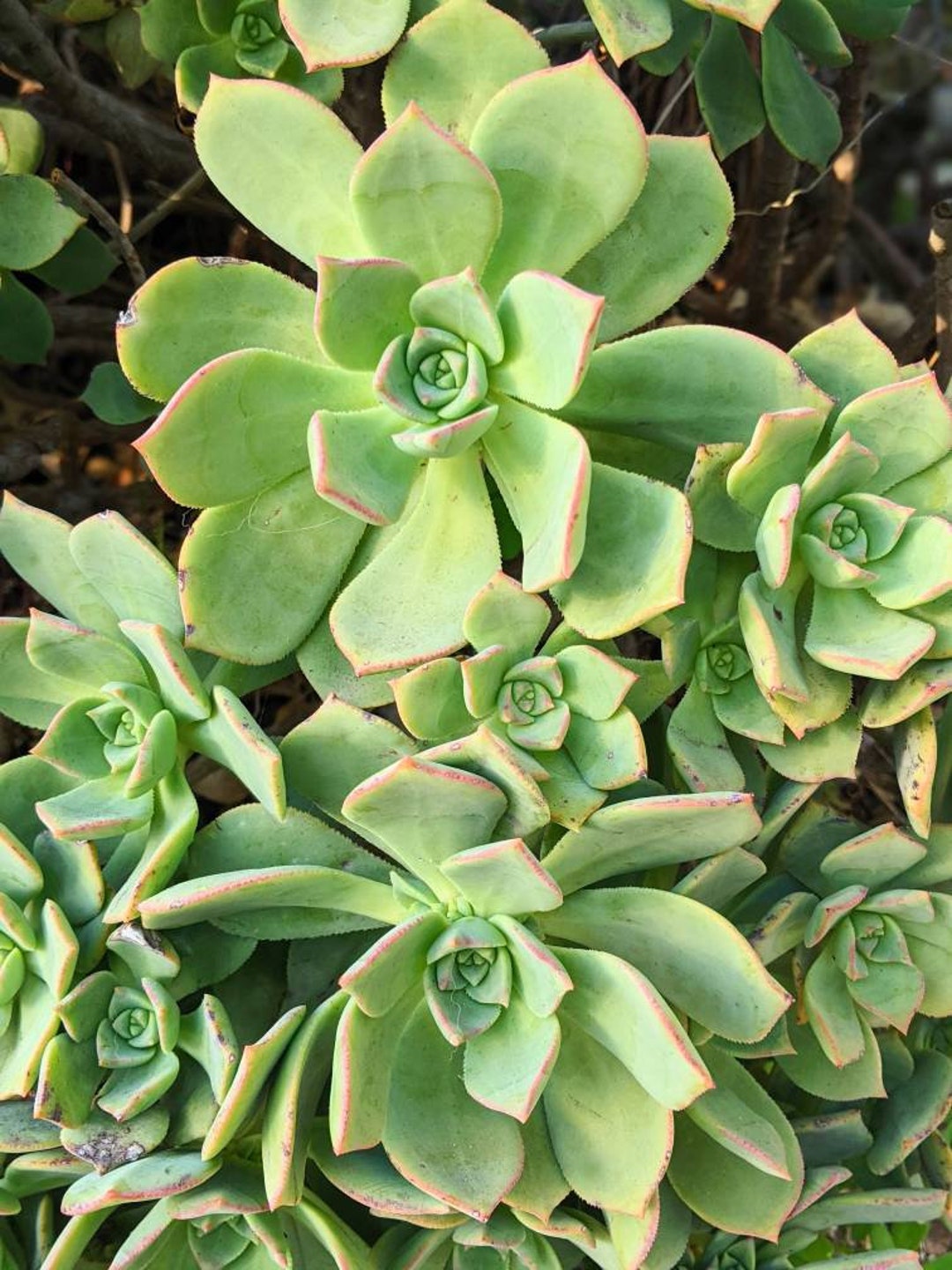 Aeonium Haworthii Pinwheel Crassulaceae Live Succulent Plant Cutting ...