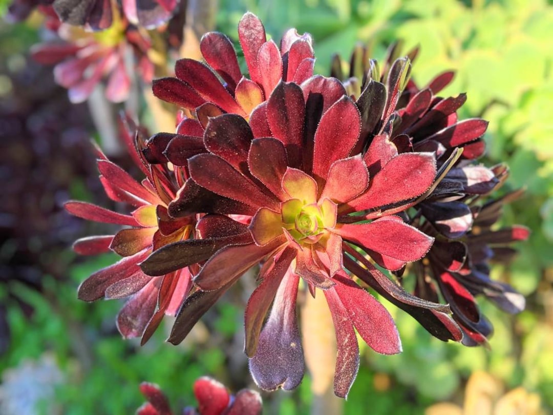 Rare Aeonium Arboreum Zwartkop Black Rose Crassulaceae Live Succulent ...