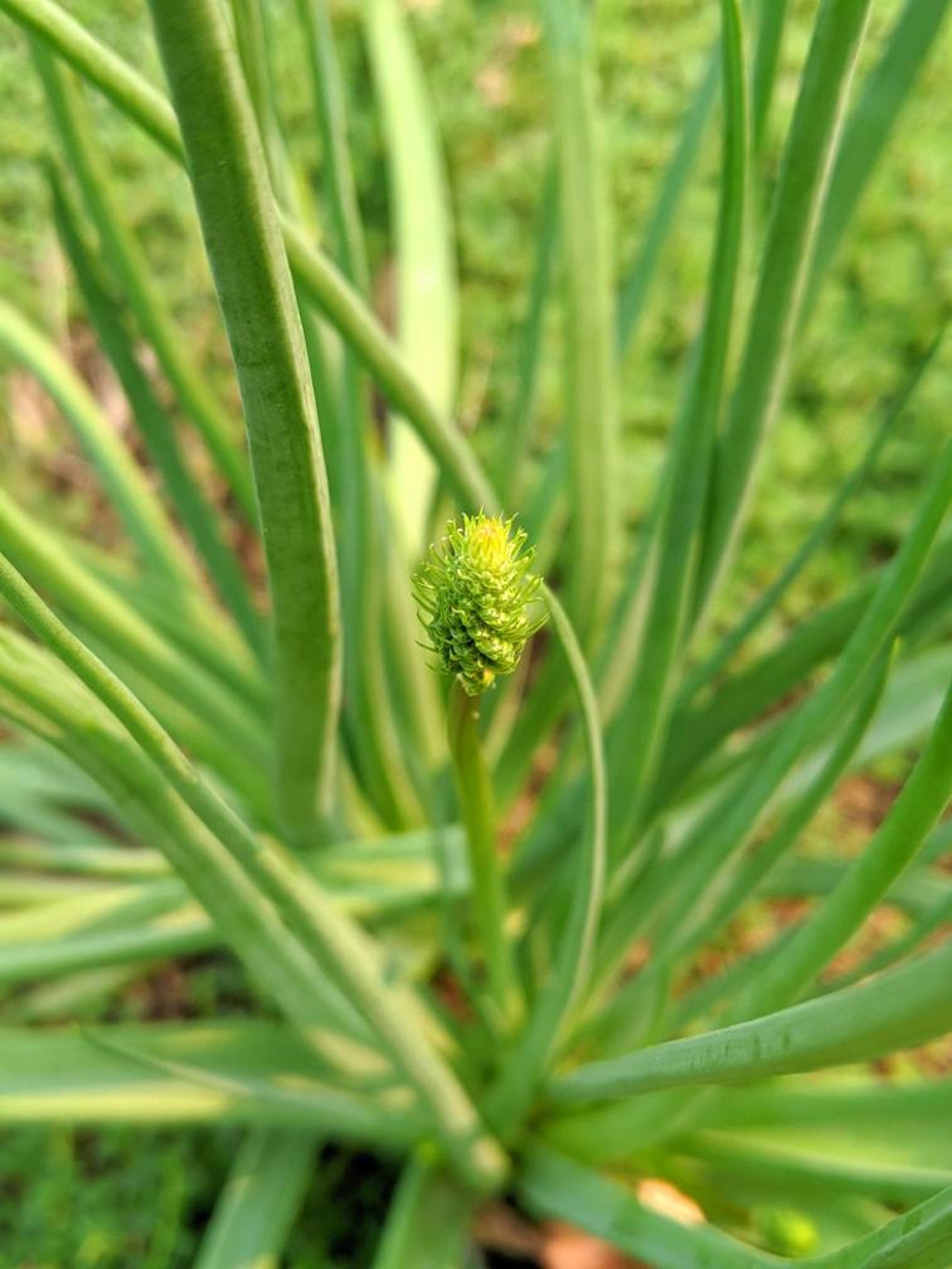 Bulbine Frutescens Succulent Cape Balsam Evergreen Drought Resistant ...