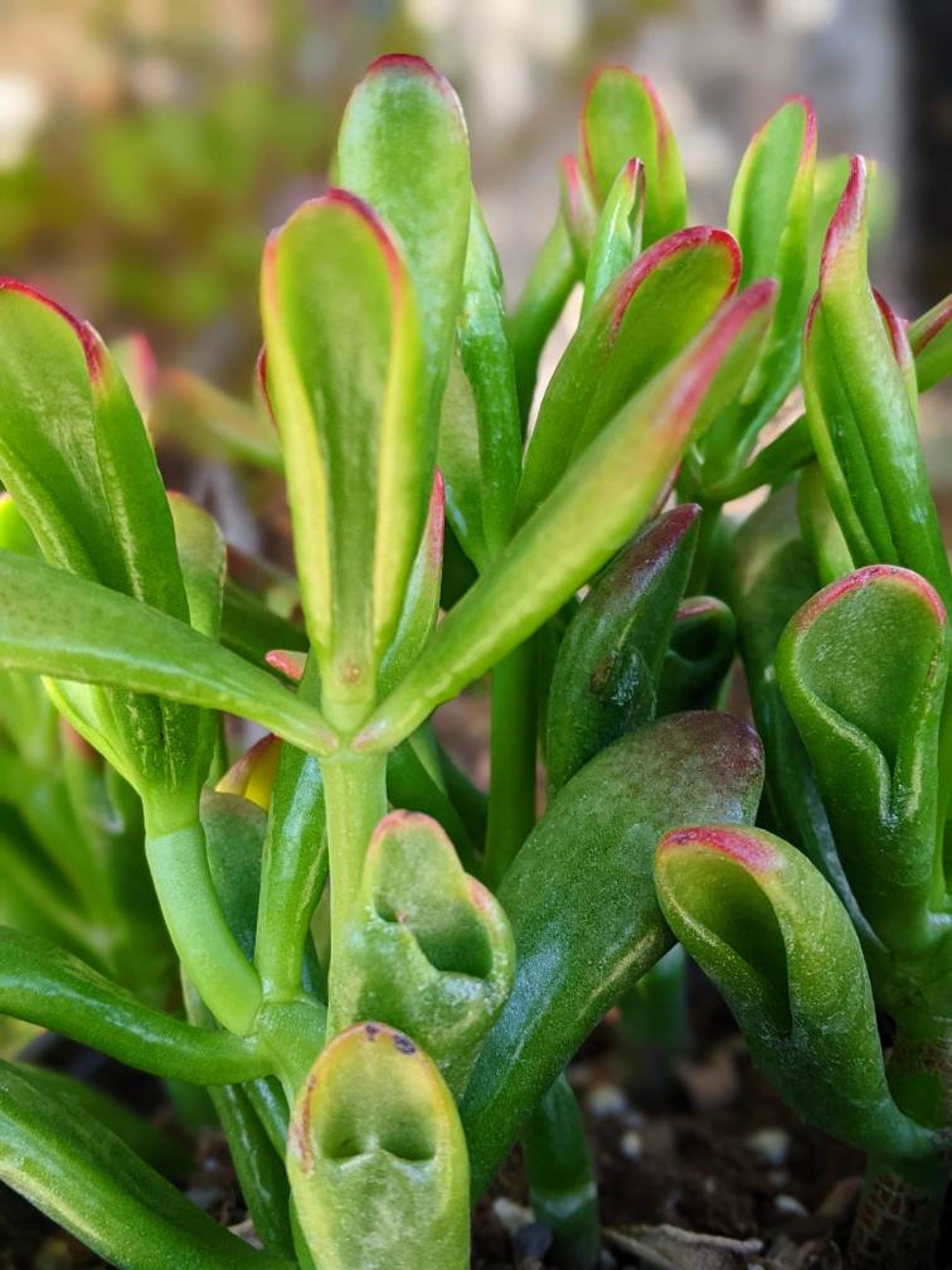 Crassula OvataGollum Red Coral Variegated Variegata Succulent | Etsy