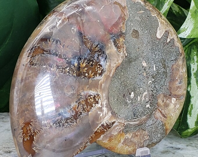 Ammonite Fossil Large Ammolite Shell Rainbow Fire Opal - Etsy