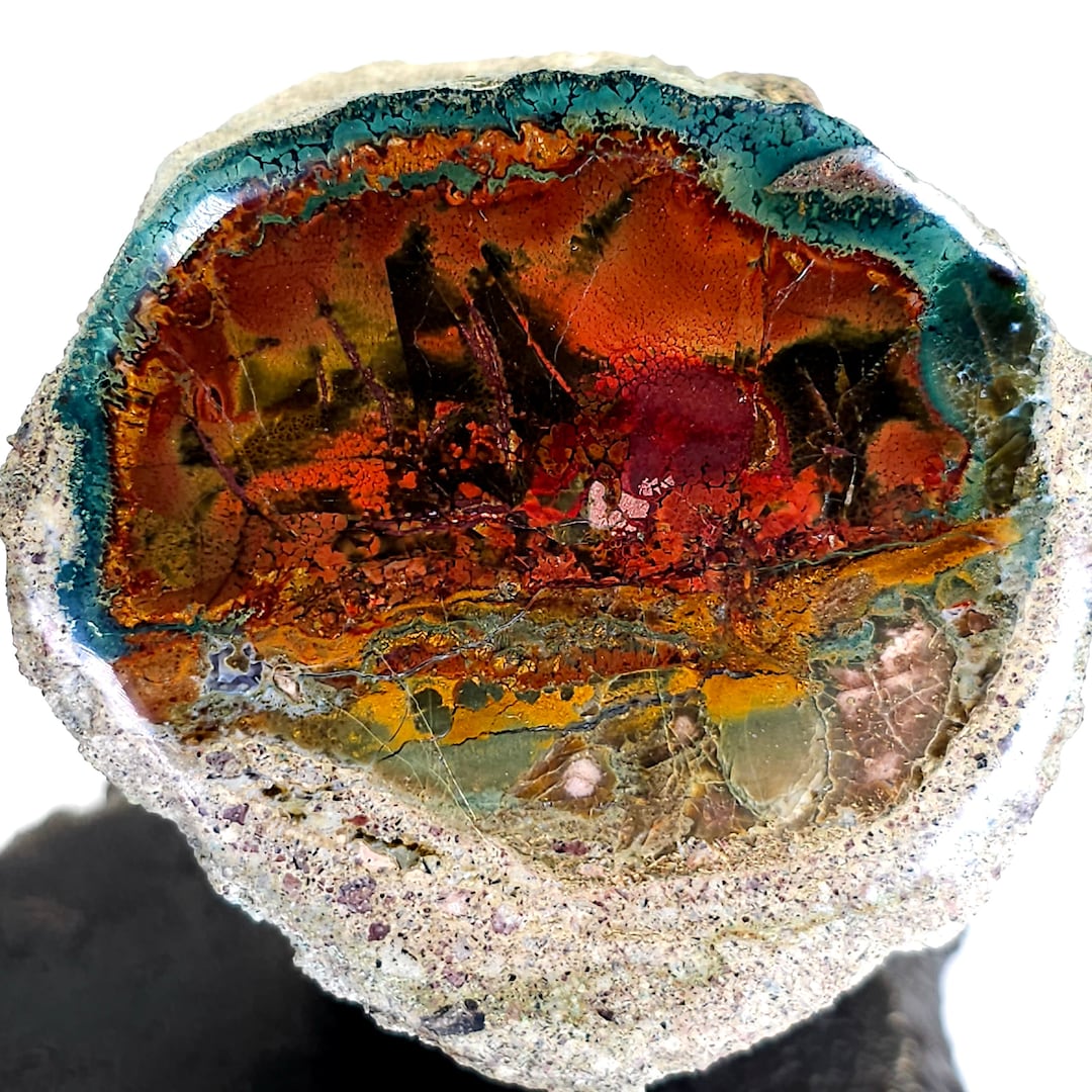 Rainbow Petrified Wood, Rare Natural Sunset Scene, Museum-grade ...