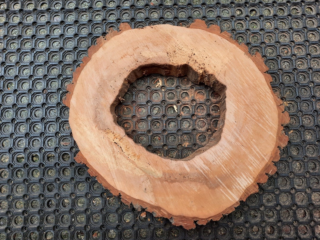 Tree Disc Hollow 55-45 X 8.5 Cm Bush-hammered Alder Branch - Etsy