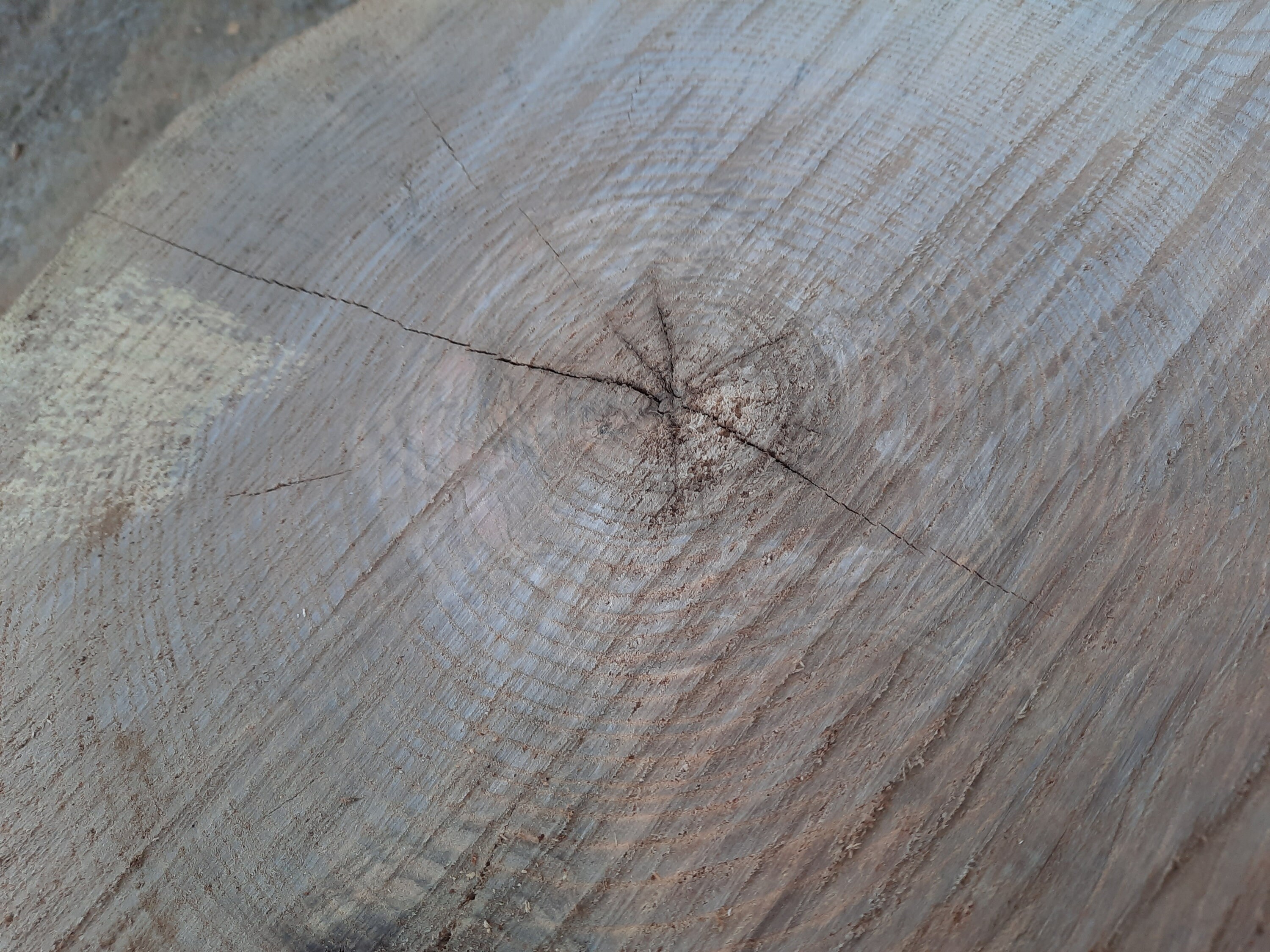 Tree Disc Ash Stump 60 X 45 X 8 Cm Rough Sawn, Wooden Disc Table Top - Etsy