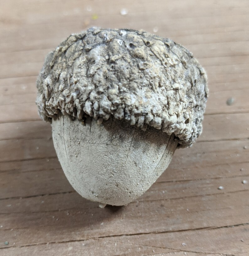 Assortment of Acorns - Etsy