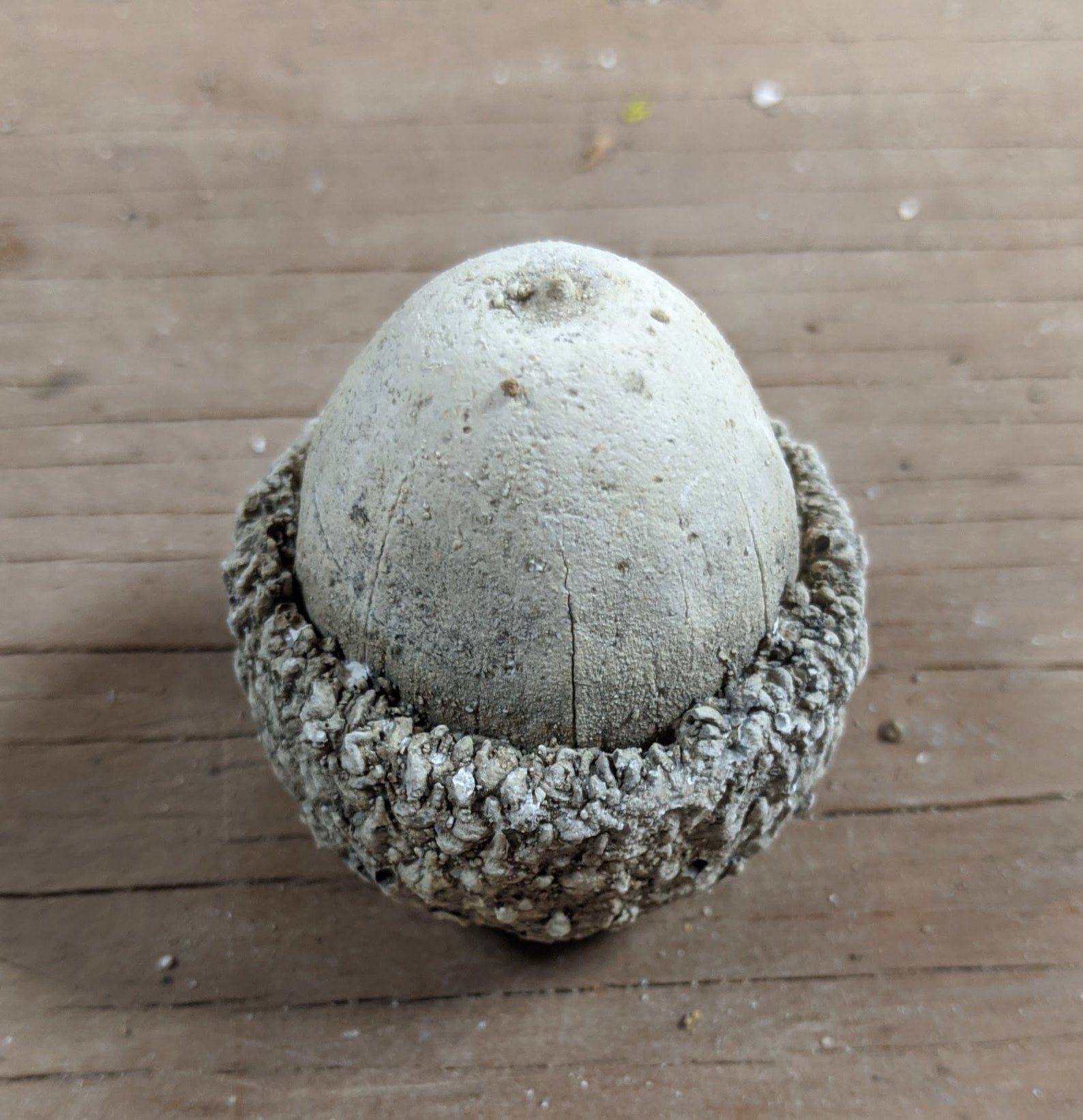 Assortment of Acorns | Etsy