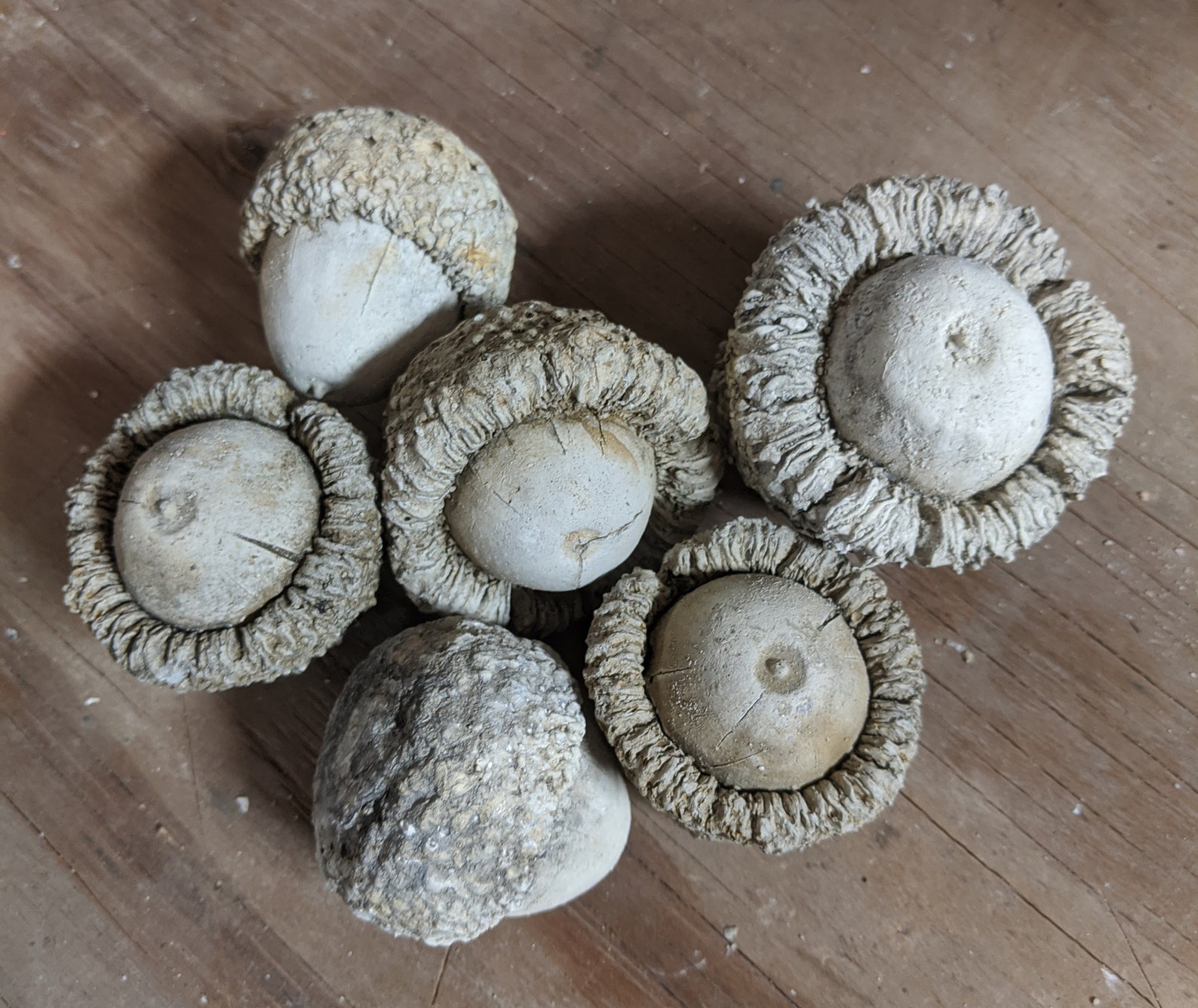 Assortment of Acorns - Etsy