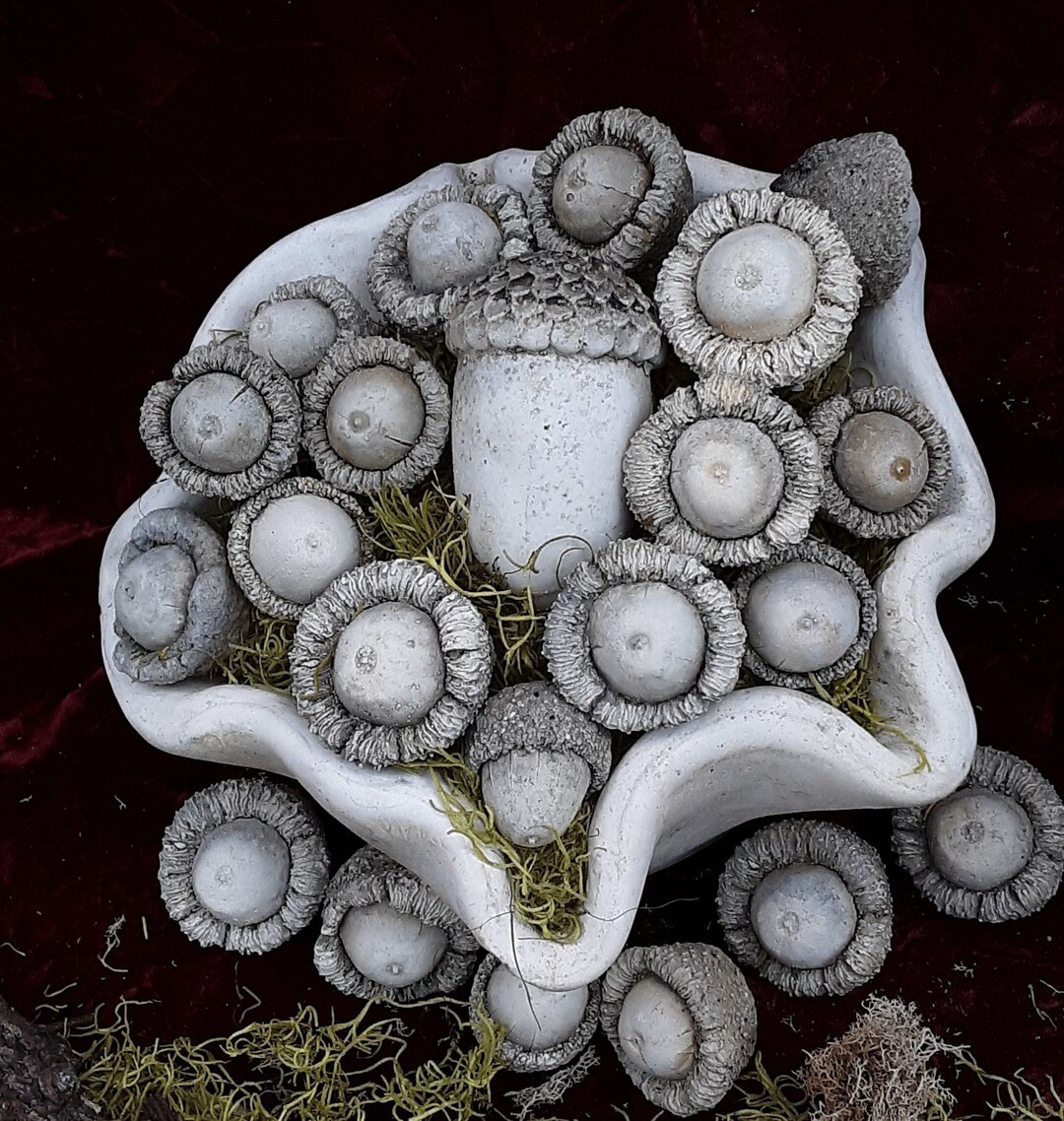 Assortment of Acorns - Etsy