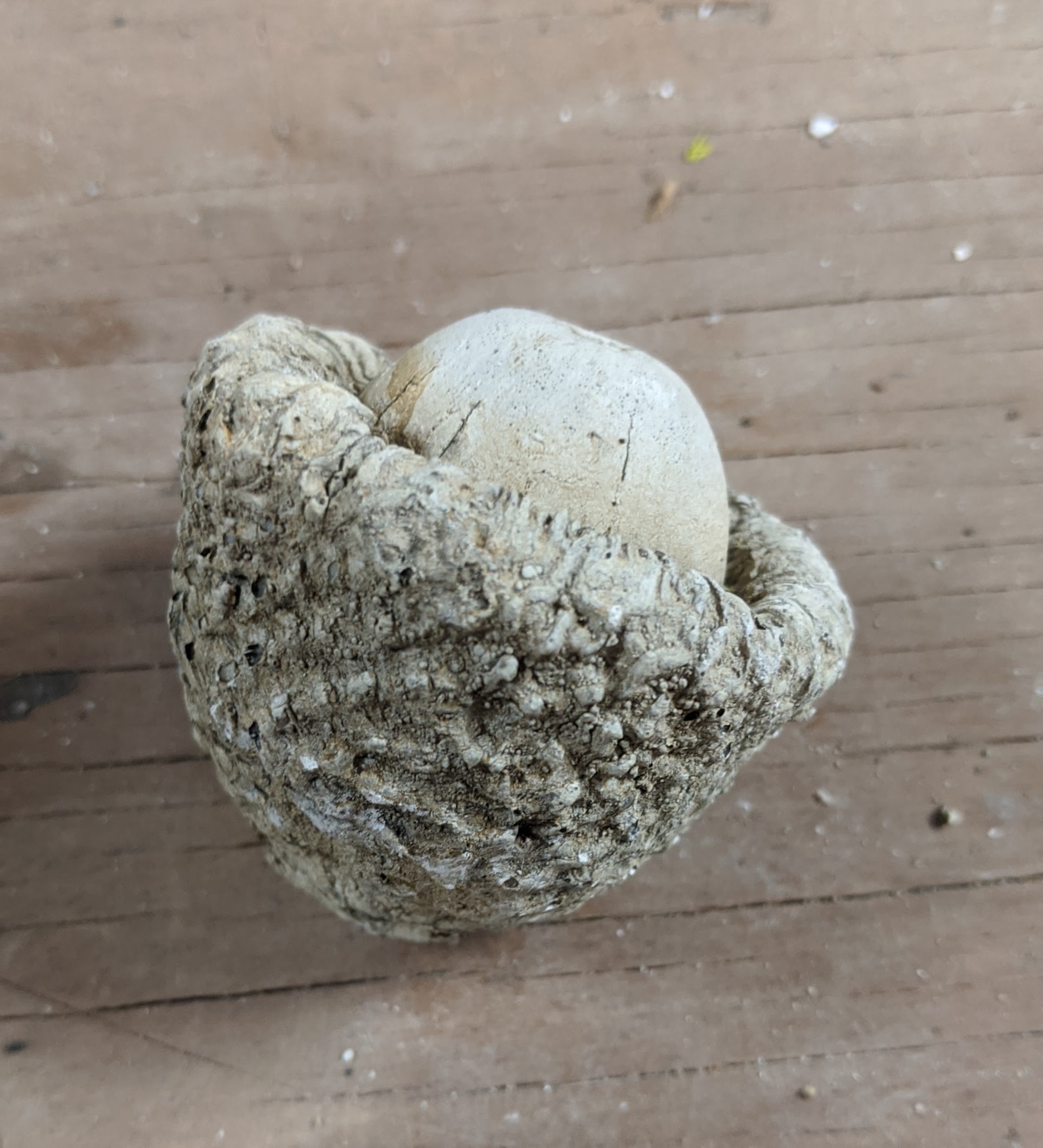 Assortment of Acorns - Etsy