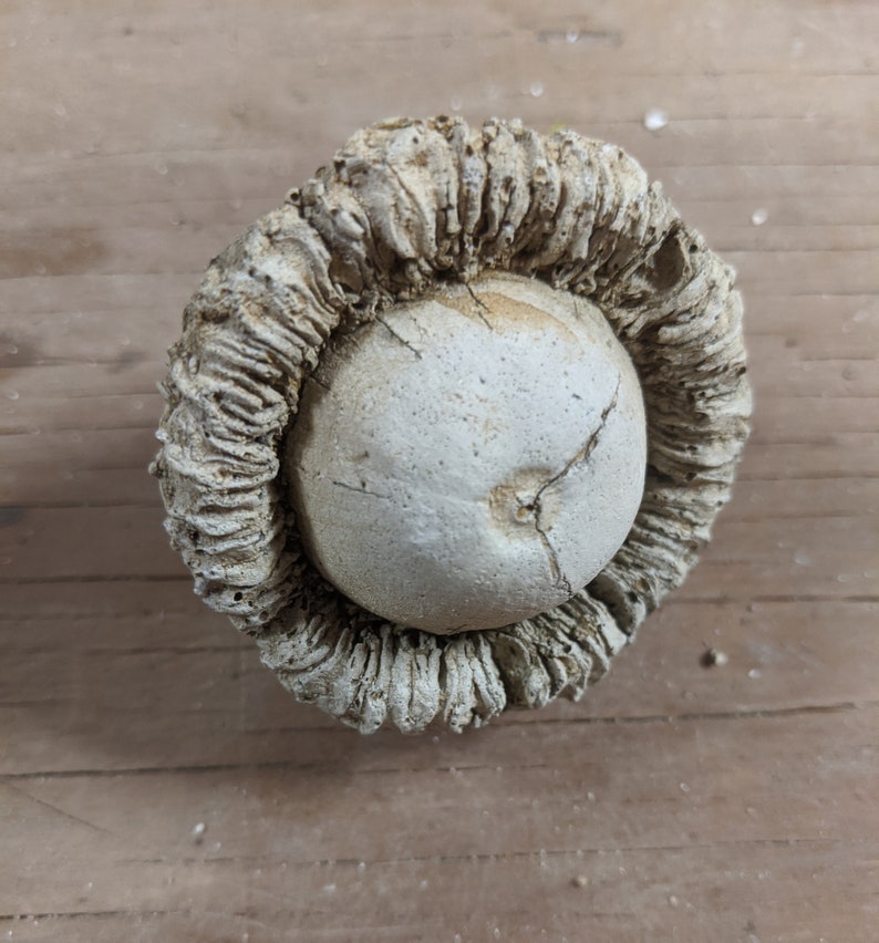 Assortment of Acorns - Etsy