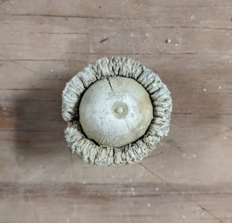 Assortment of Acorns - Etsy