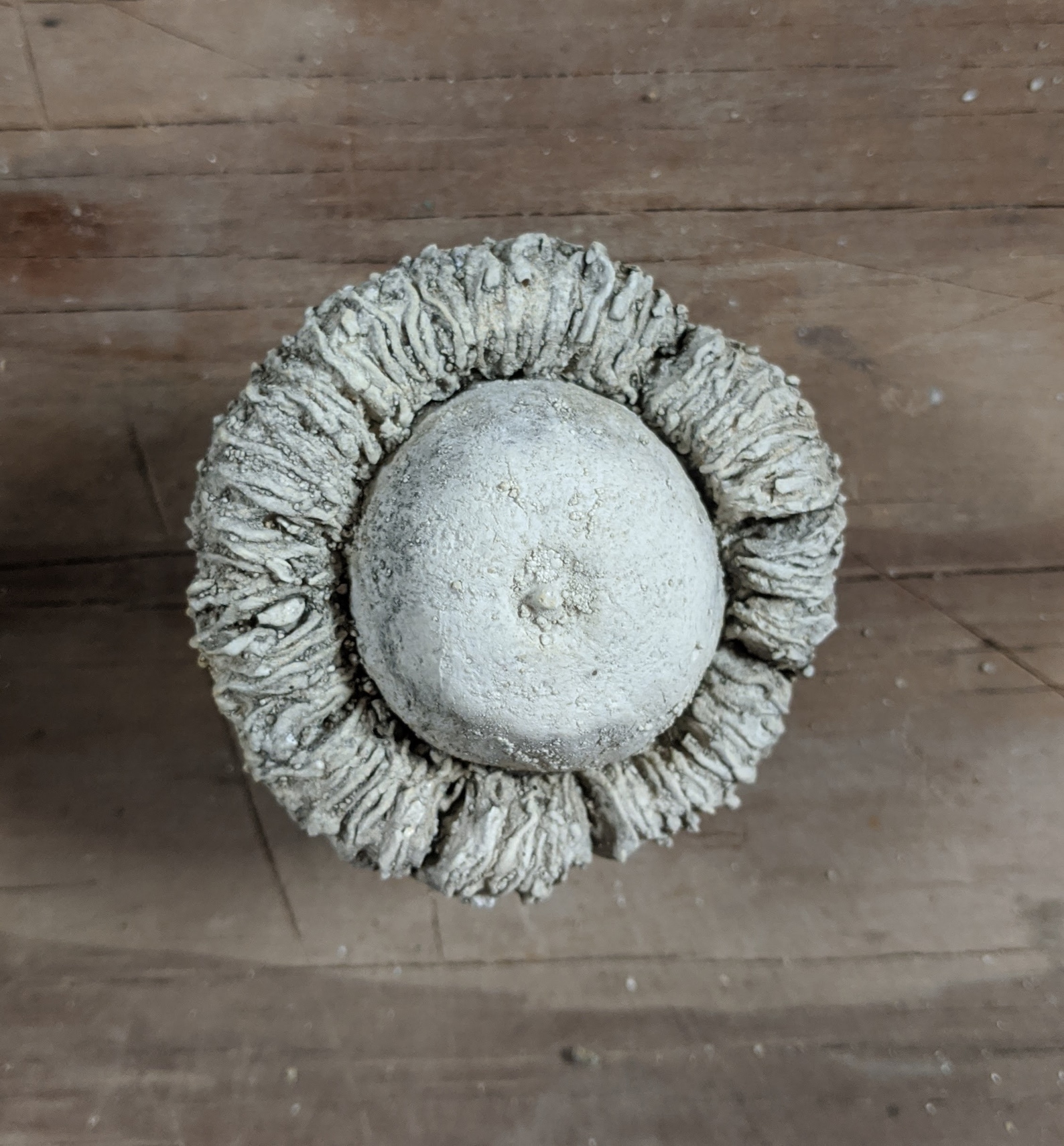 Assortment of Acorns - Etsy