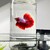 Inverted Betta Tank Holder, Panoramic View for Betta Fish, 360 View for ...