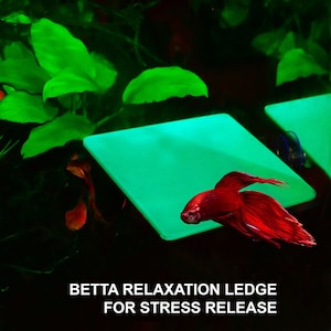 Large Rest Ledge for Betta Relaxation. Large Surface for Betta to Chill ...
