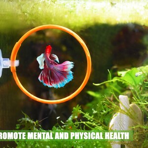 Olympic Ring for Betta Fish Trainning. 3D Printed Betta Excercise Loop ...