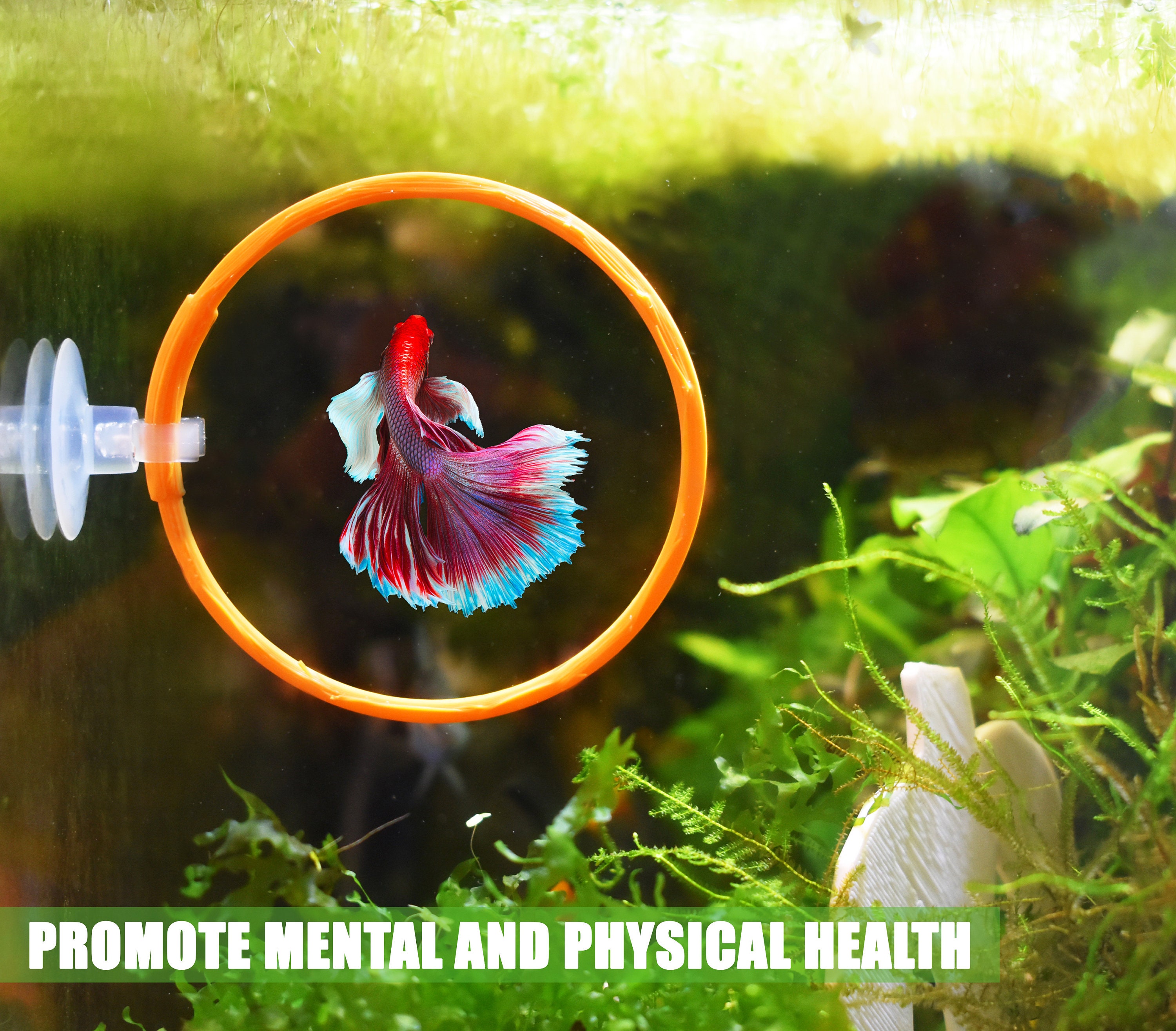 Olympic Ring for Betta Fish Trainning. 3D Printed Betta Excercise Loop ...