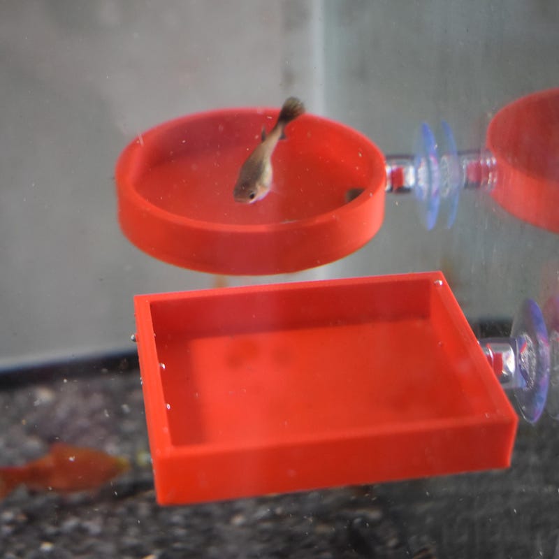 Feeding Dish for Fish - Etsy