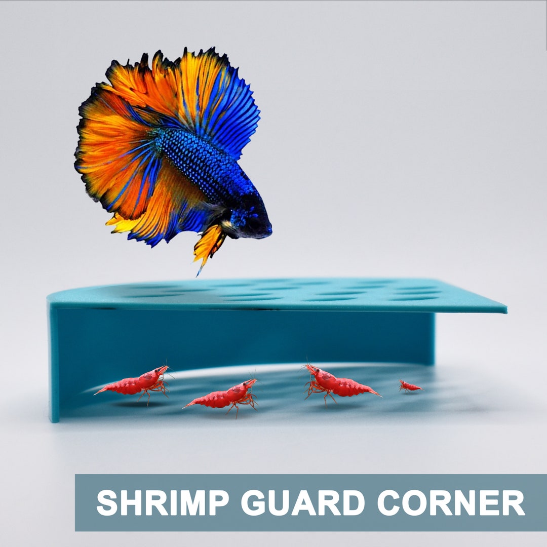 Corner Shrimp Guard to Prevent Predator Fish. Ultimate Breeding ...